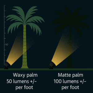 How to Properly Illuminate Palm Trees With Landscape Lighting - Beacon ...